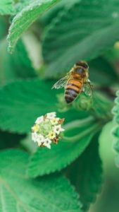 Warrior Cats Herb Guide: Essential Plants for Your Feline Clan